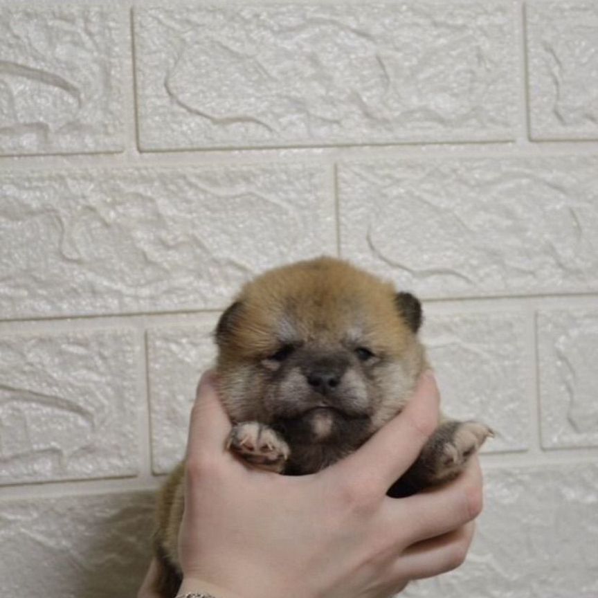 Сиба ину мальчик щенок