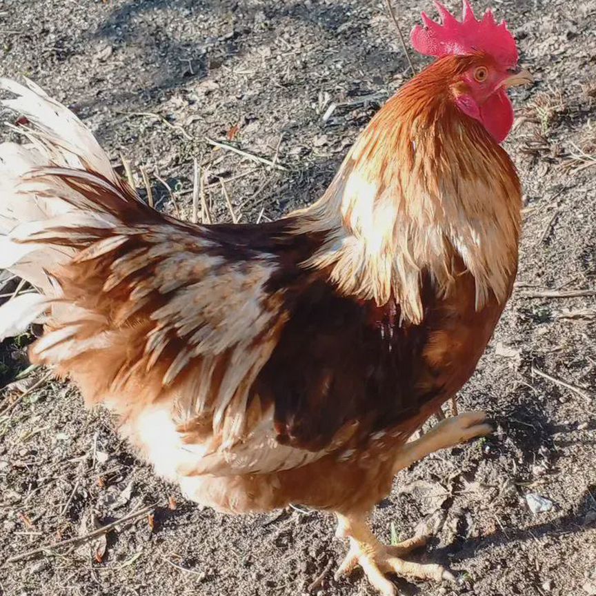 Петух молодой домашний