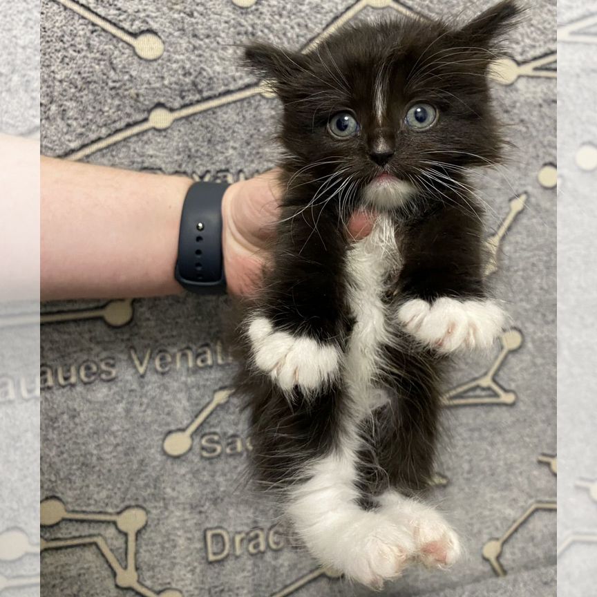 Кошка бесплатно