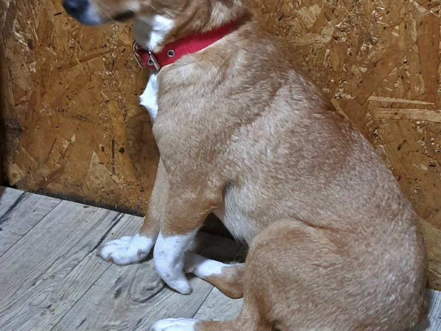 Рыжуля в приюте ждёт свою семью