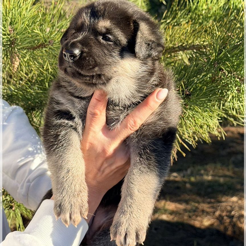 Восточноевропейская овчарка, щенок