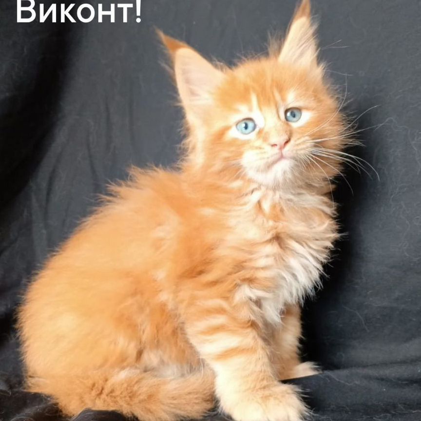Котята мейн-кун