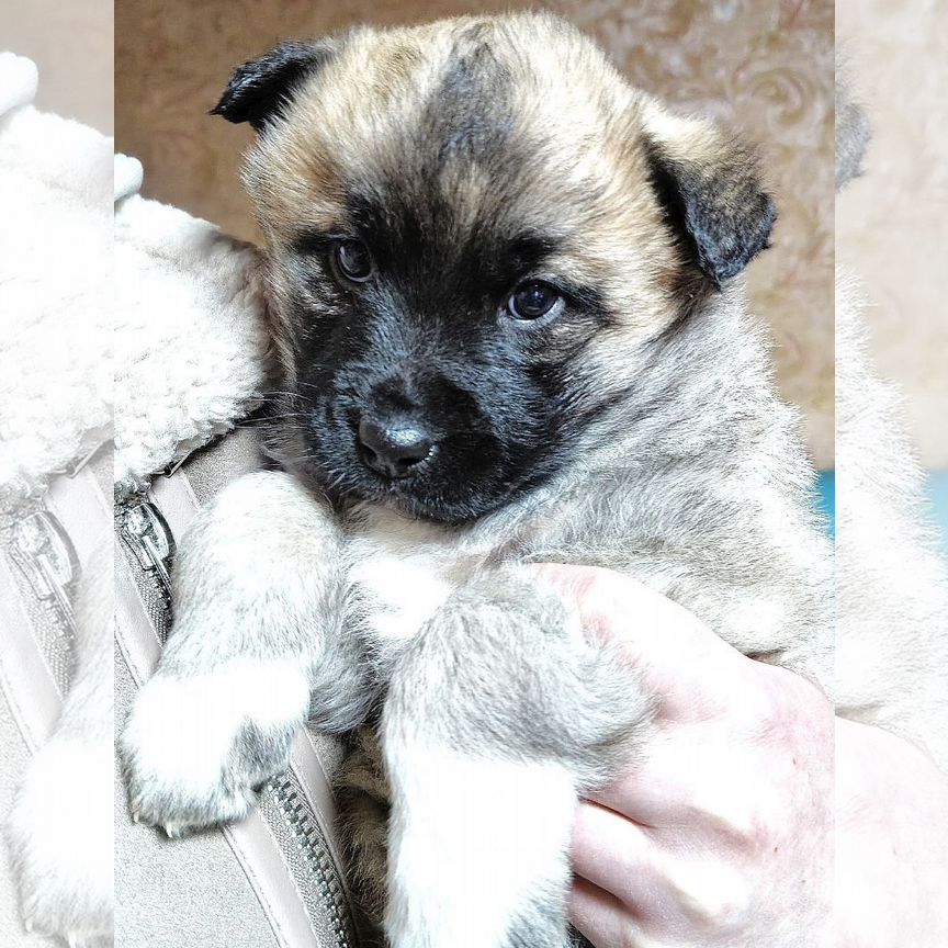 Щенок в добрые руки