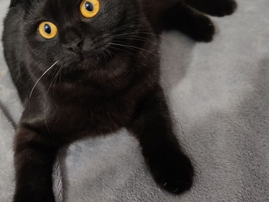 Шотландская вислоухая кошка редкого окраса