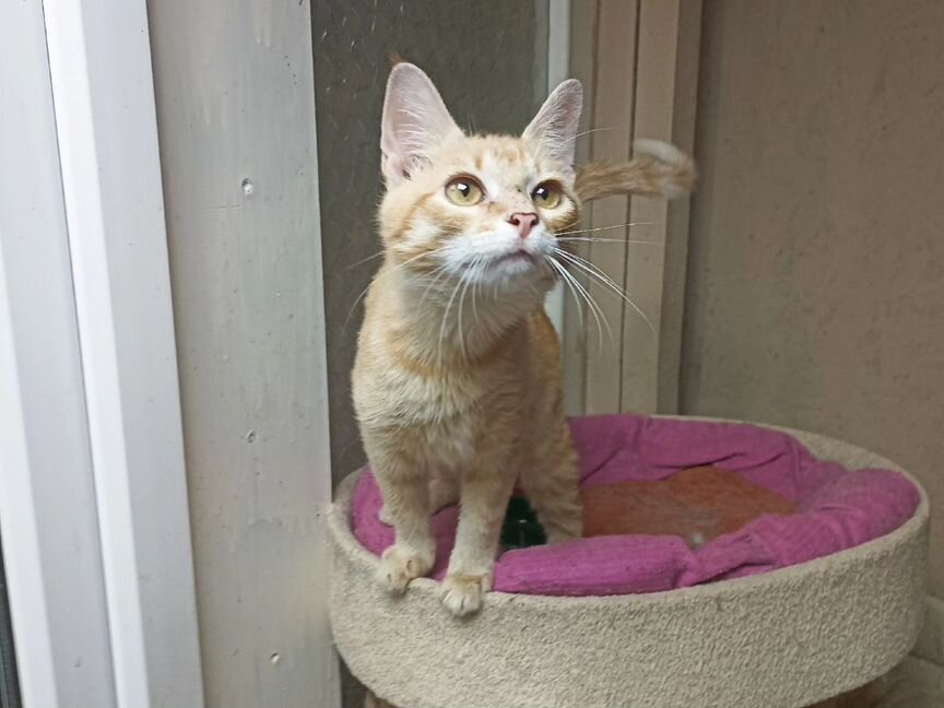 Шустряк Симон - Сим