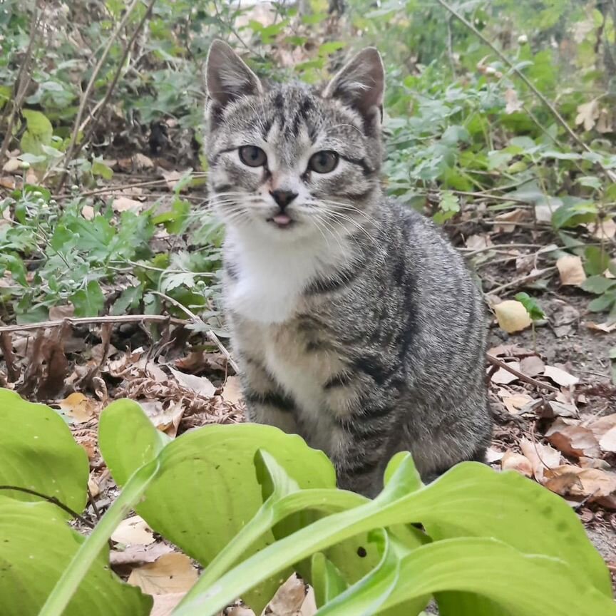 Кошка в дар бесплатно