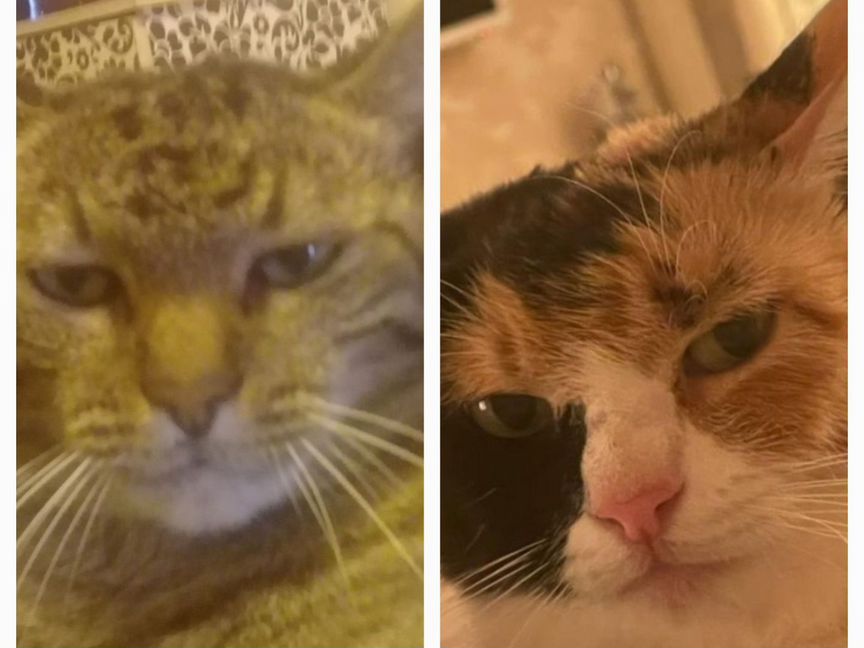 Кошки