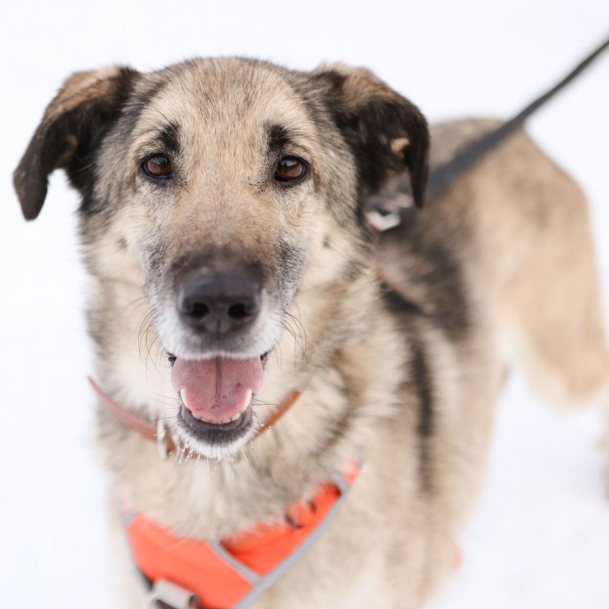 Взрослая собака в добрые руки