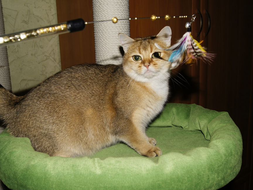 Кошка золотая шиншилла бесплатно