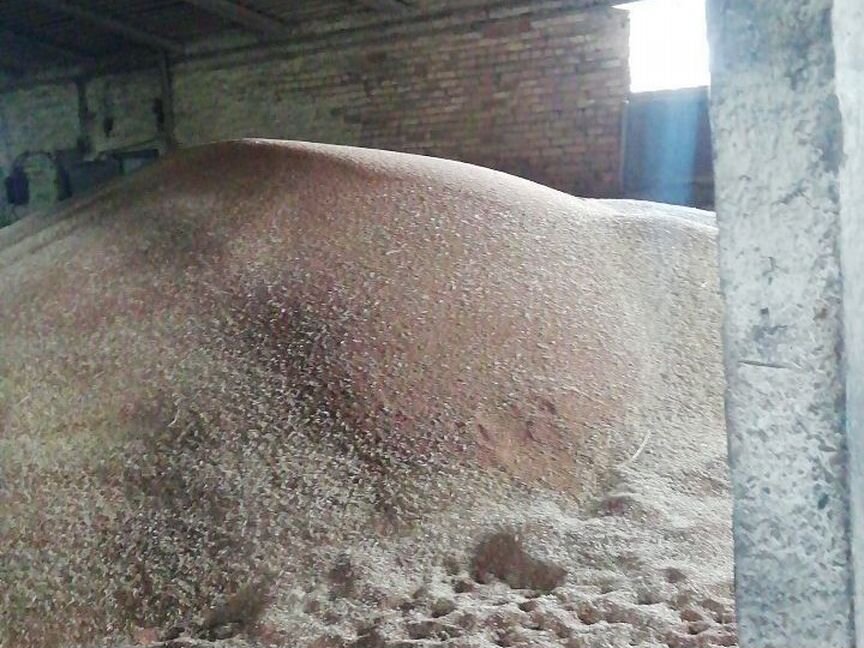 Зерно пшеница