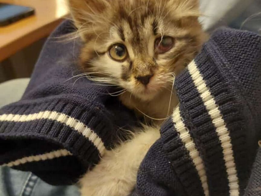 Котенок в добрые руки