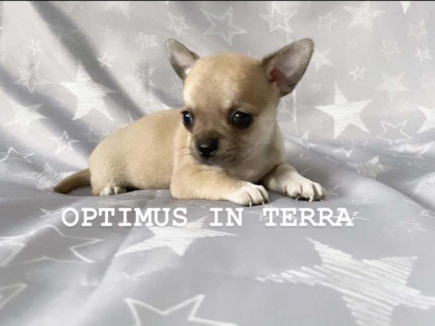 Чихуахуа крошка