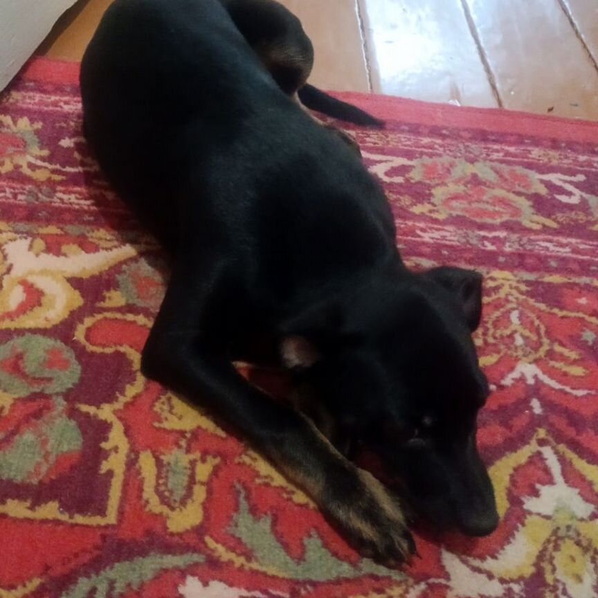 Русский той-терьер, щенок