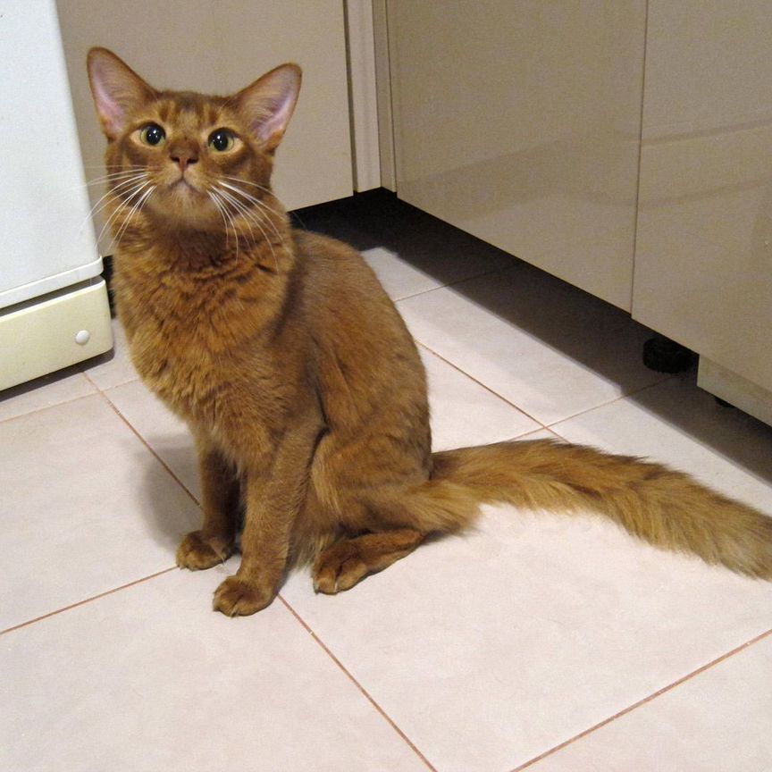 Сомалийский кот