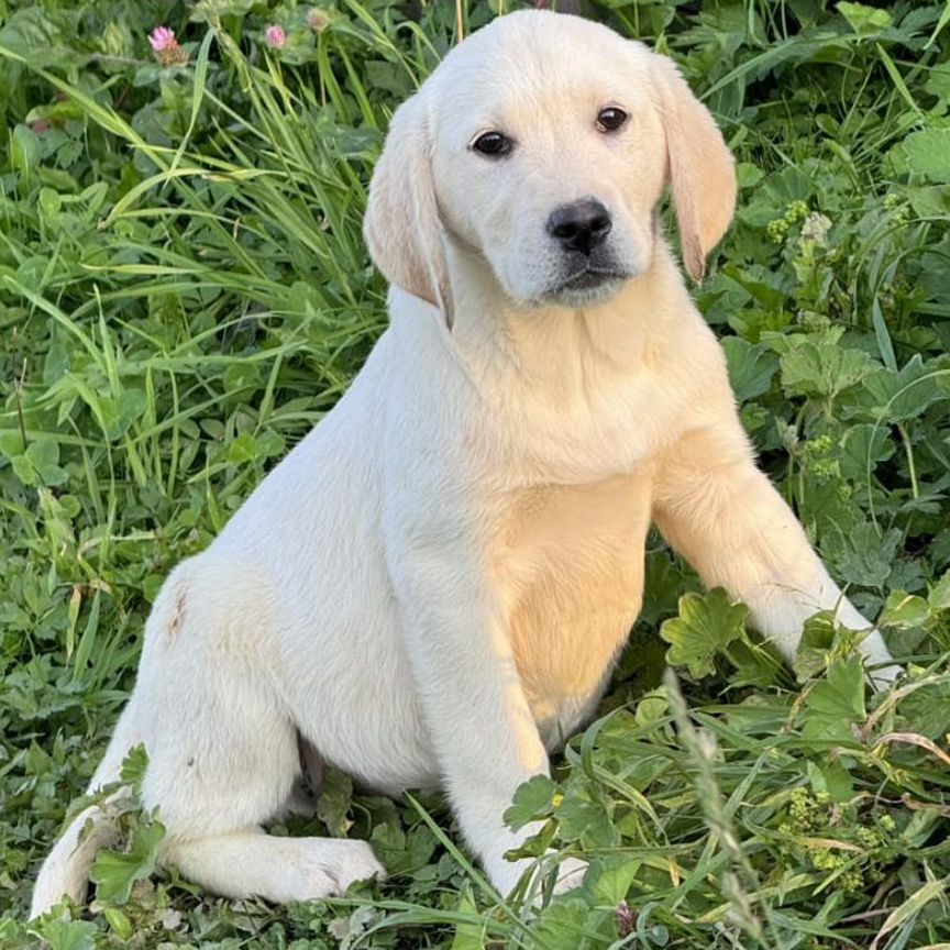 Мальчики ретривера