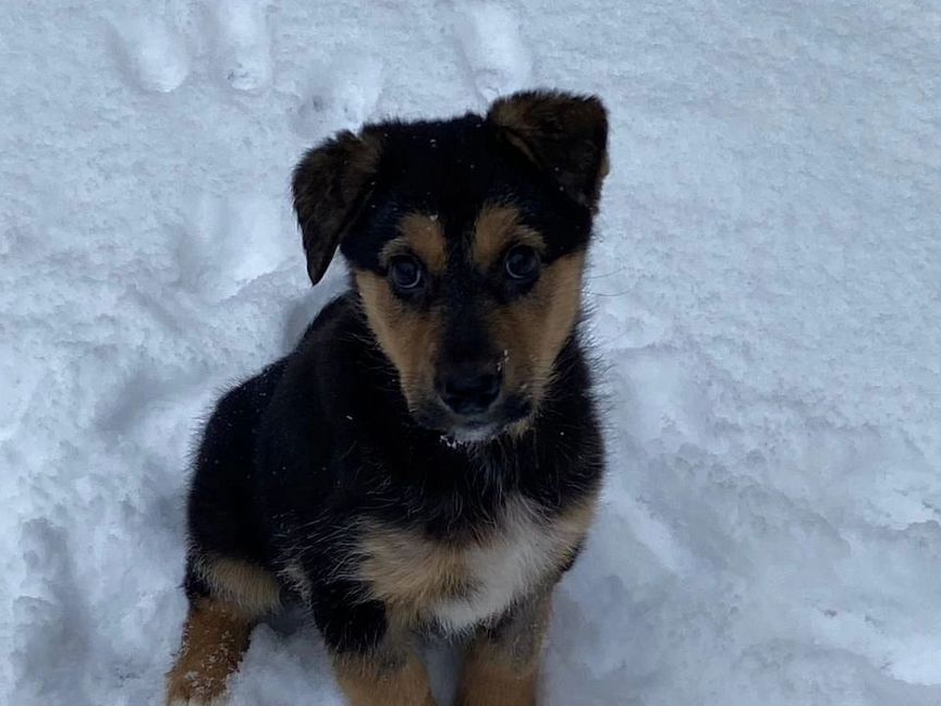 Собака в добрые руки