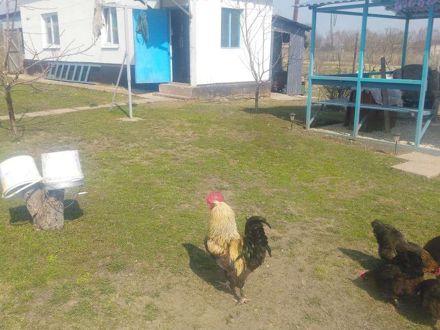 Семья кур Фавероль