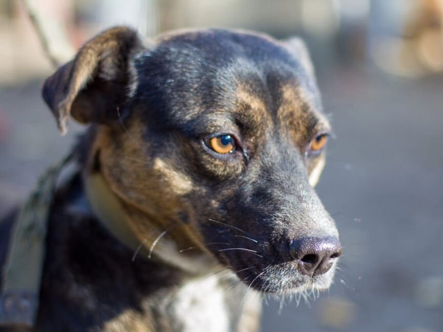 Собака Альба