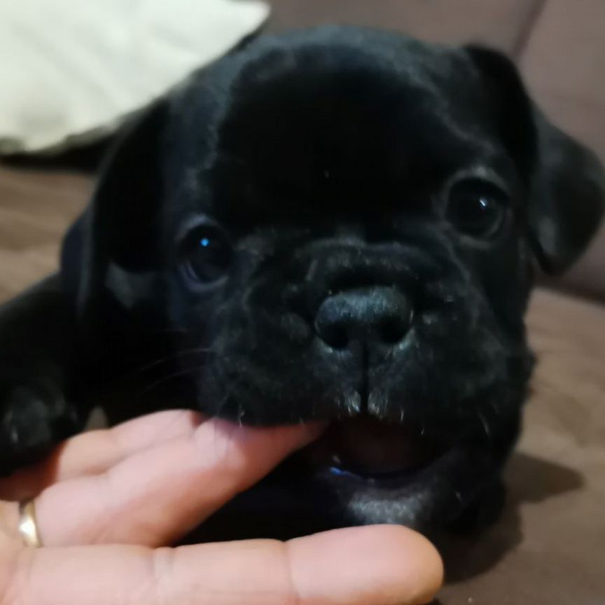 Французский бульдог, щенок