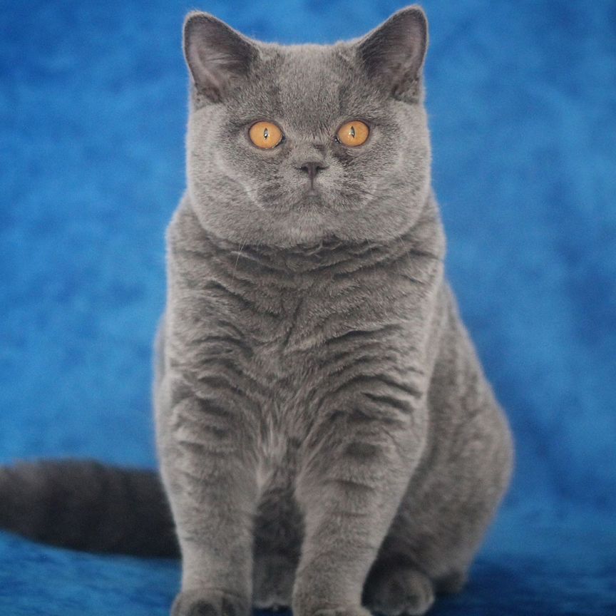 Британский короткошёрстный котёнок