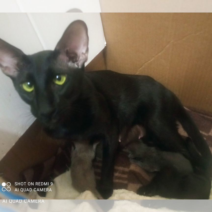 Ориентальные котята