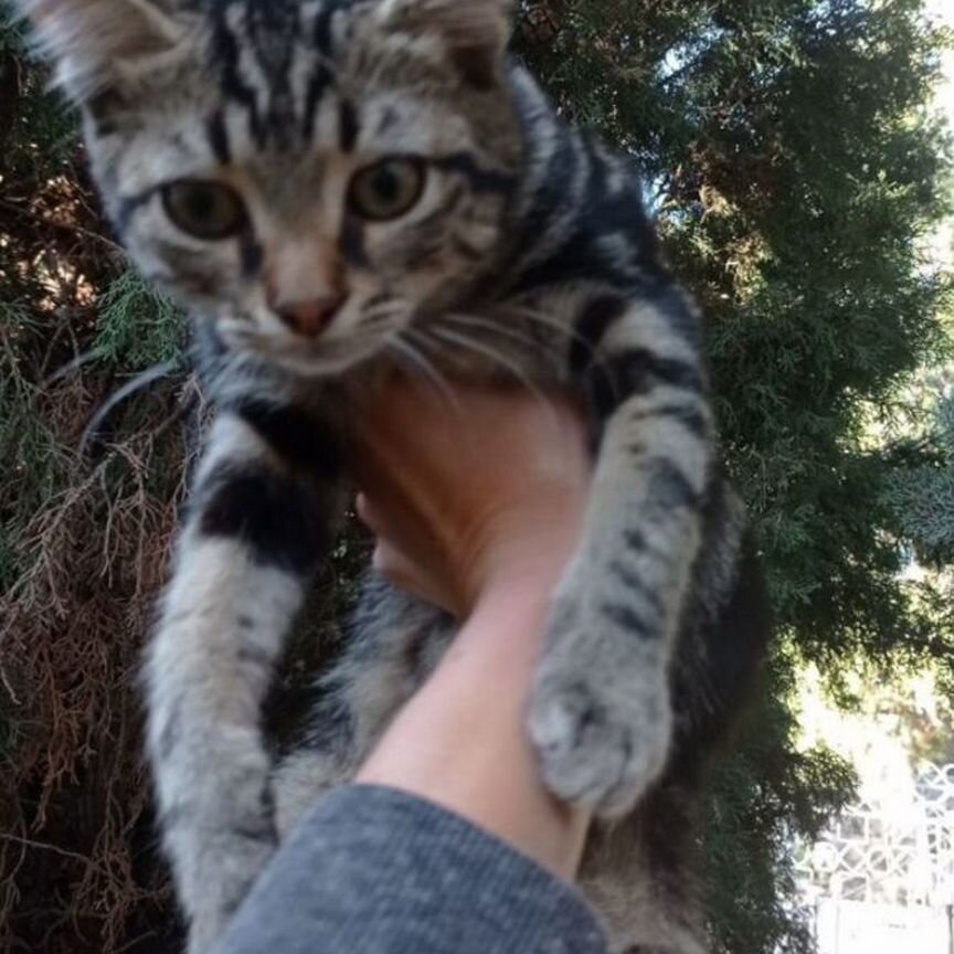 Помесь Бенгальская