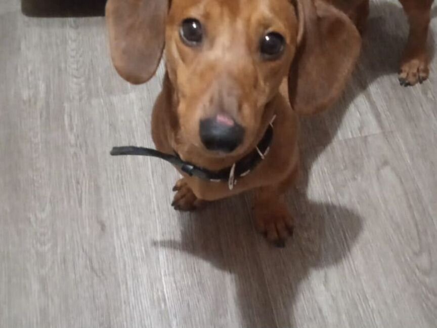 Такса бесплатно