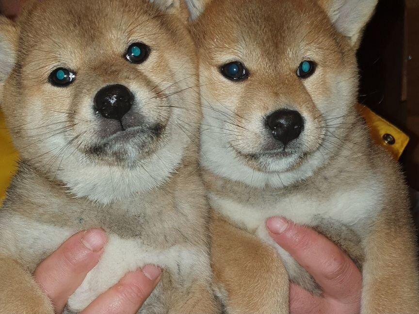 Сиба-Ину щенята