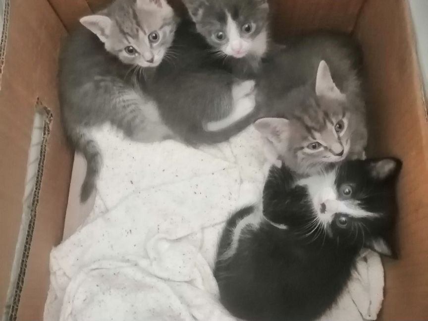 Отдам в добрые руки котят