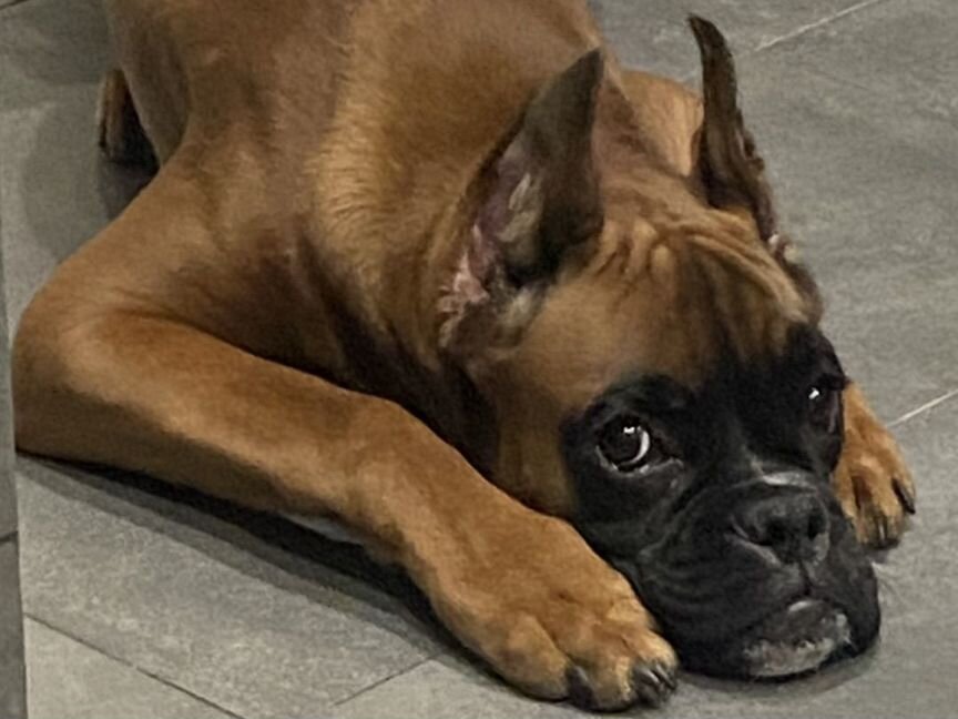 Отдам щенкамнемнцкого боксера