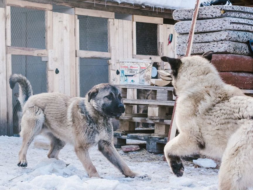 Двое: Кай и его тень