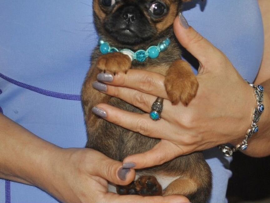 Щенки пти брабансона