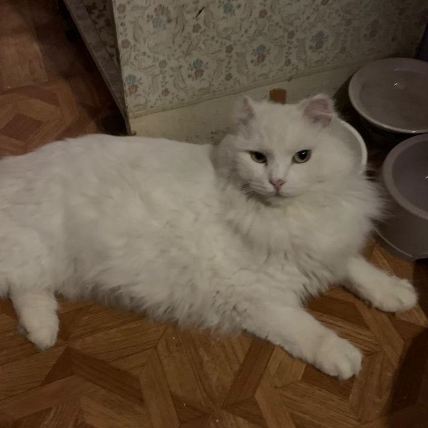 Котики бесплатно