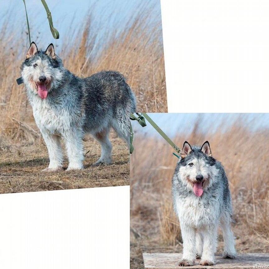 Вольт ищет семью