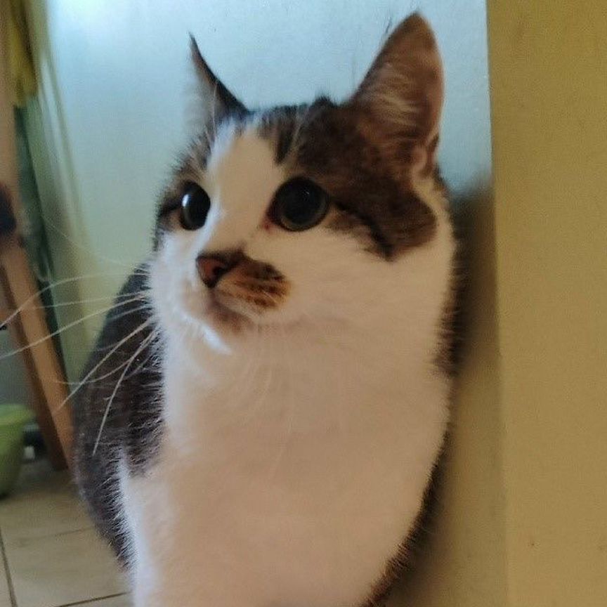 Взрослая, кошка в добрые руки