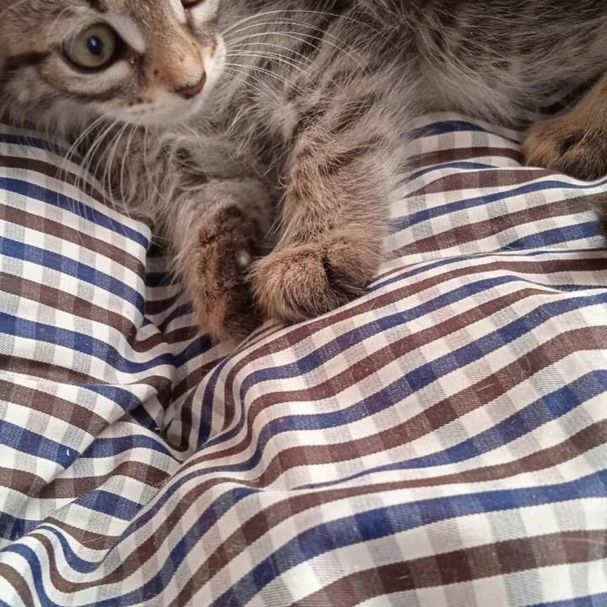 Роскошные котята. Мальчик и девочка