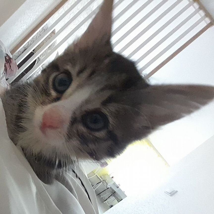 Котёнок в добрые руки