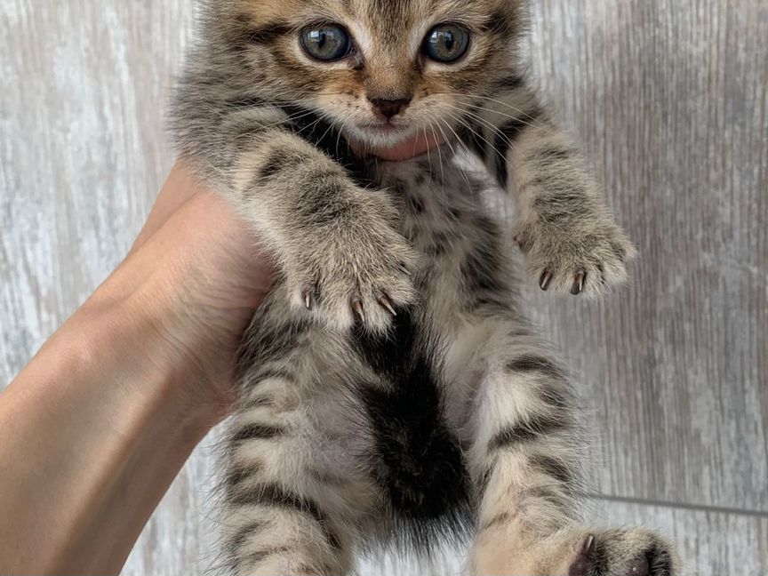 Шотландские котята