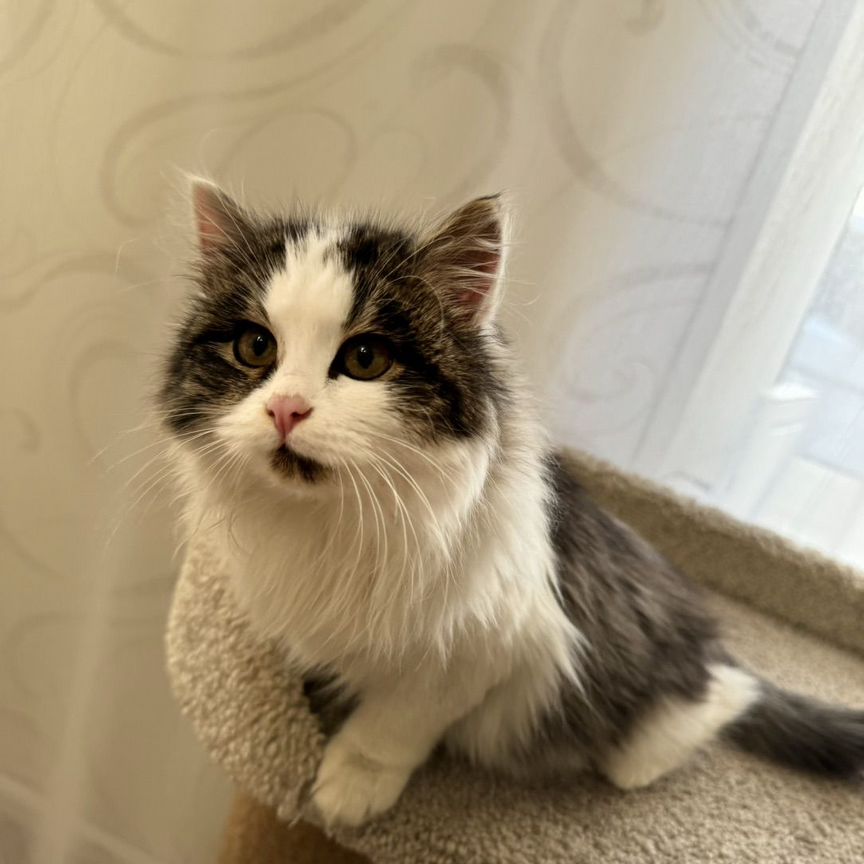 Кошечка