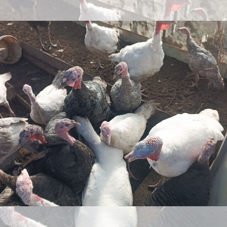 Индюки на племя