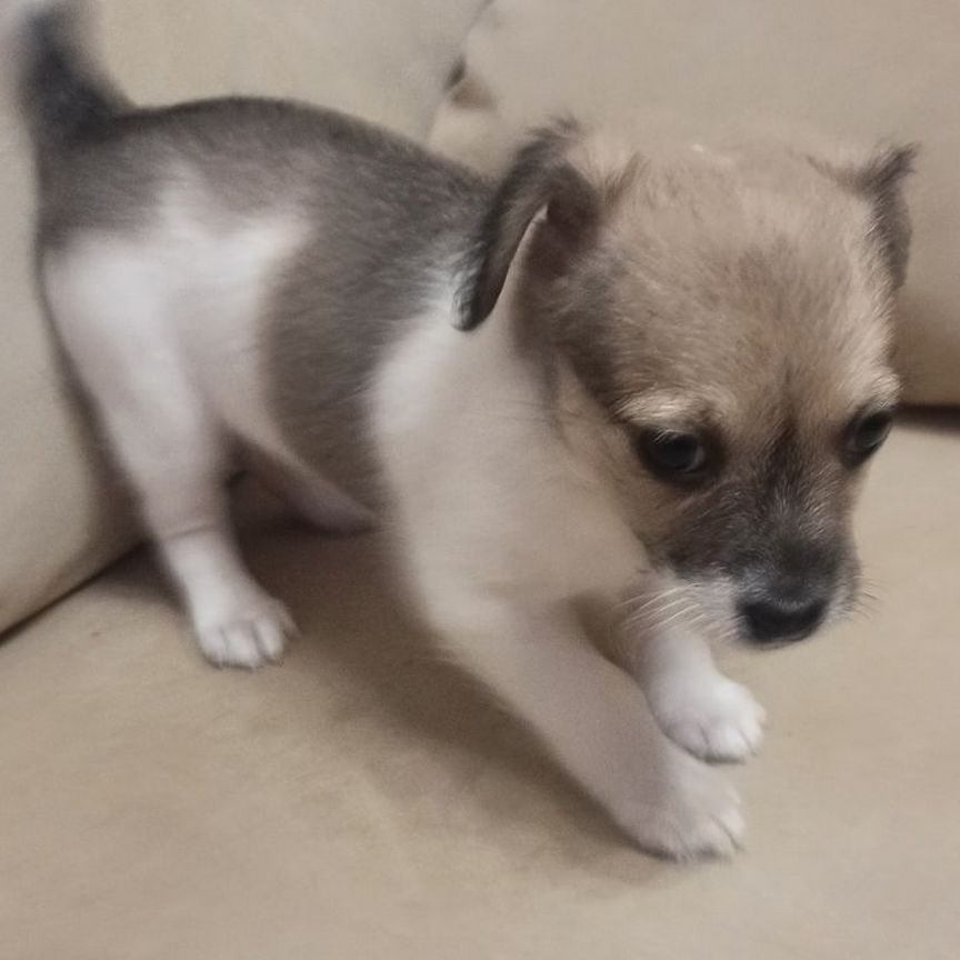 Маленькие собачки