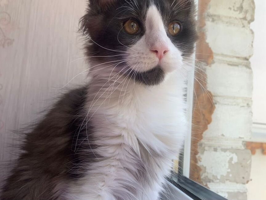 Мейн-Кун на серебре Чистокровный котенок