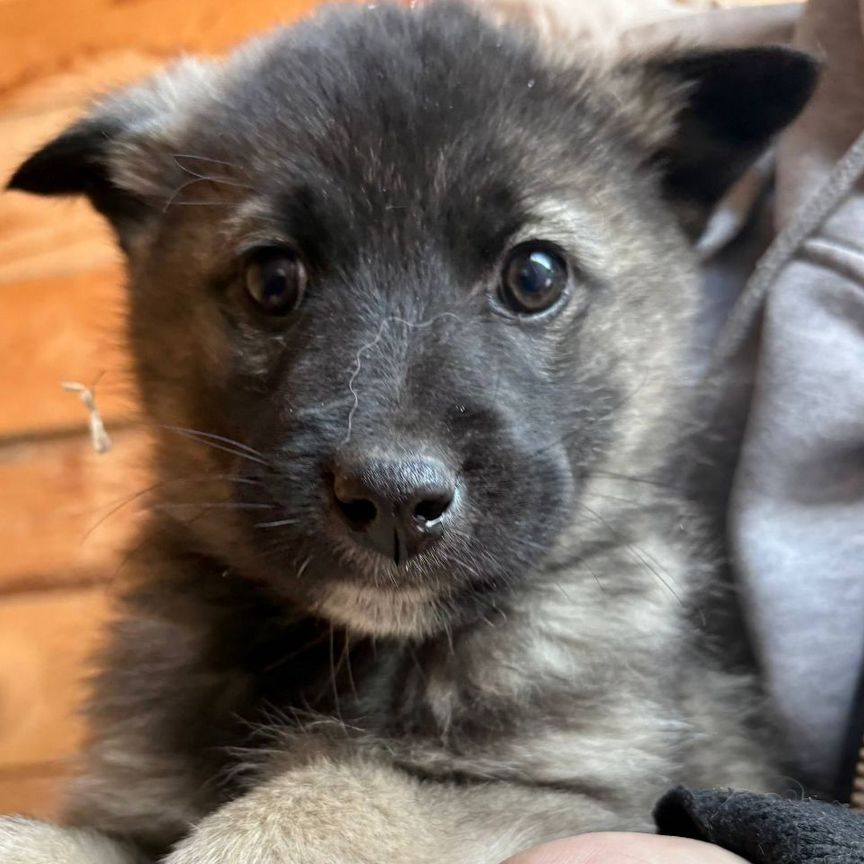 Щенок в добрые руки