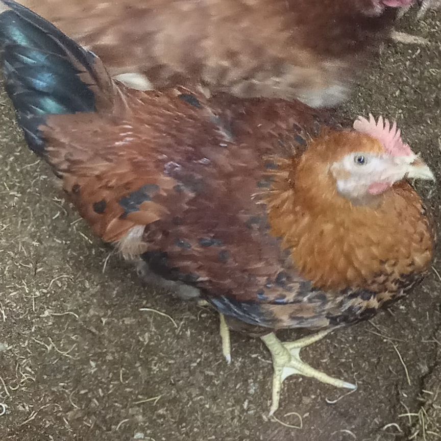 Молодой петушок