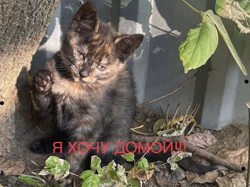 Черепаховая ласковая малышка нуждаетсч в доме