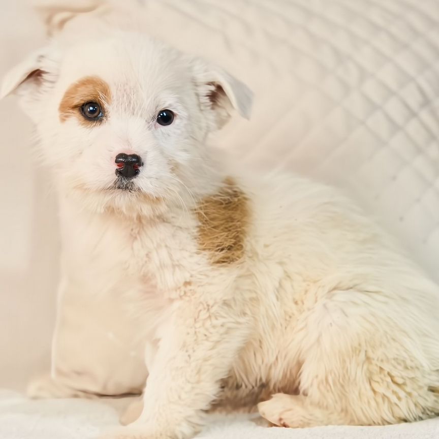 Щенок в добрые руки