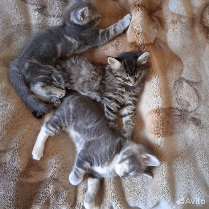 Отдадим котенка, котят в хорошие руки