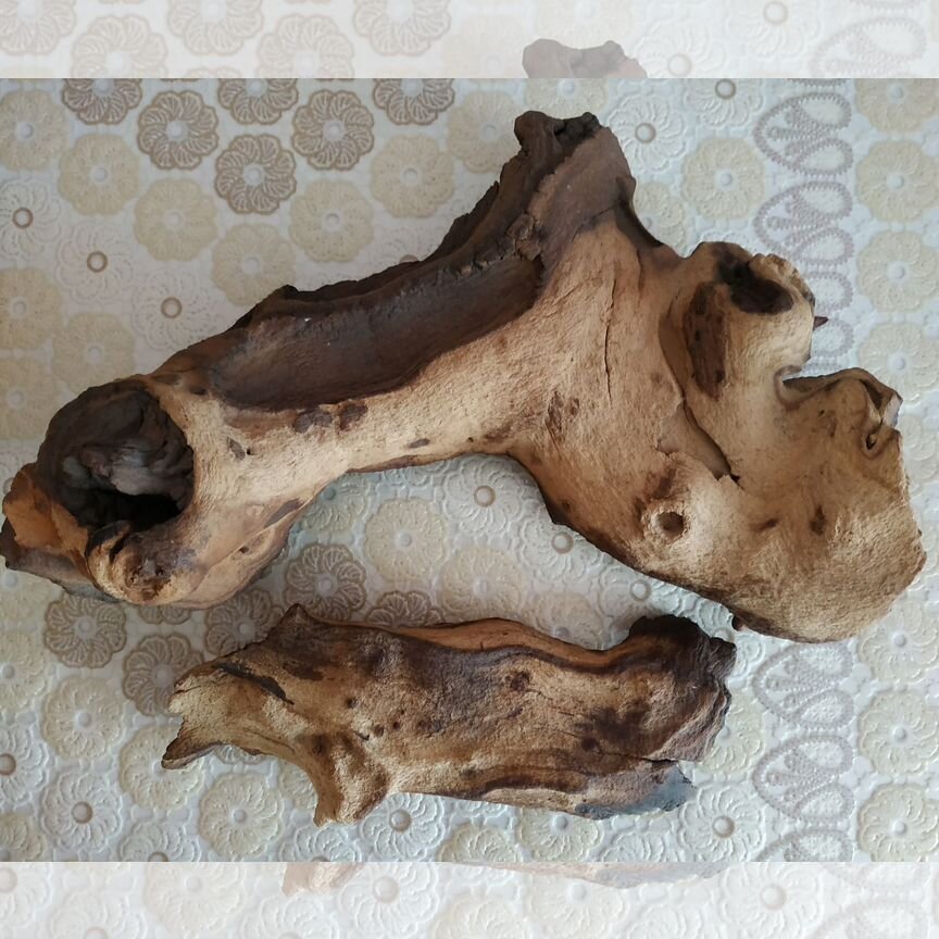 Коряги мопани