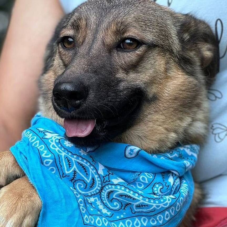 Молоденькая собачка в добрые руки