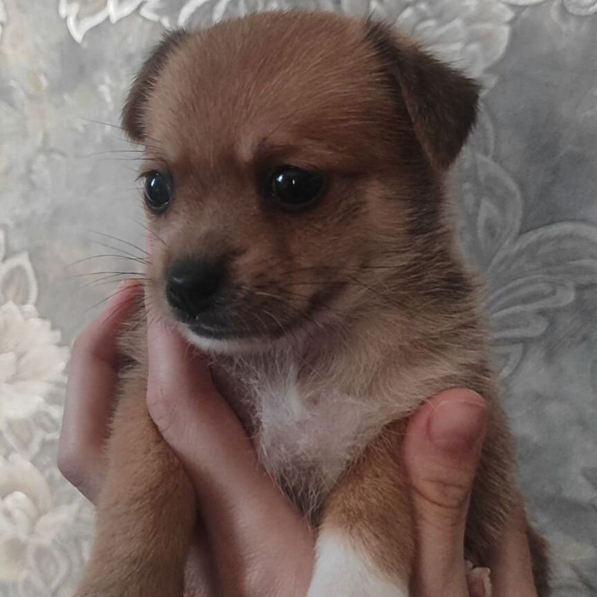 Помчи, щенок